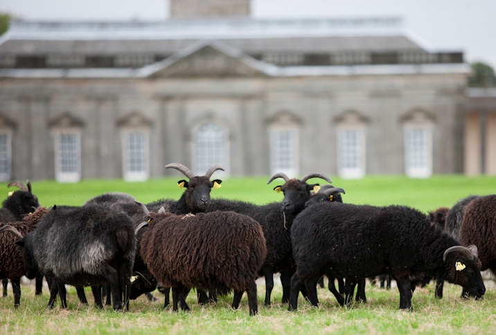 Hebridean Sheep at Hopetoun – Old Breed for New Times - Hopetoun
